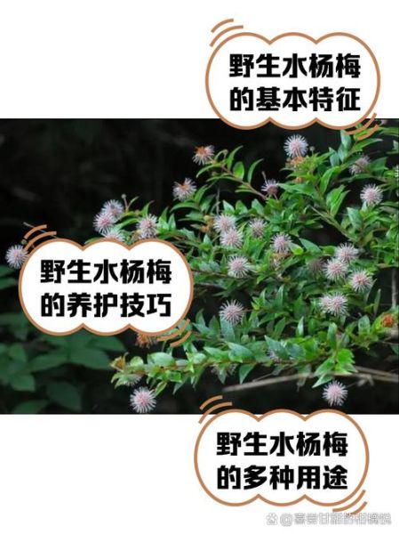 草本水杨梅长什么样_水杨梅和草本水杨梅区别-第1张图片-山城妙识