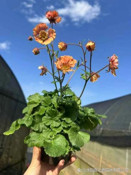 草本水杨梅长什么样_水杨梅和草本水杨梅区别-第2张图片-山城妙识