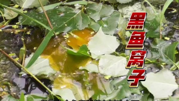 黑鱼窝怎么找_黑鱼窝位置判断技巧-第1张图片-山城妙识