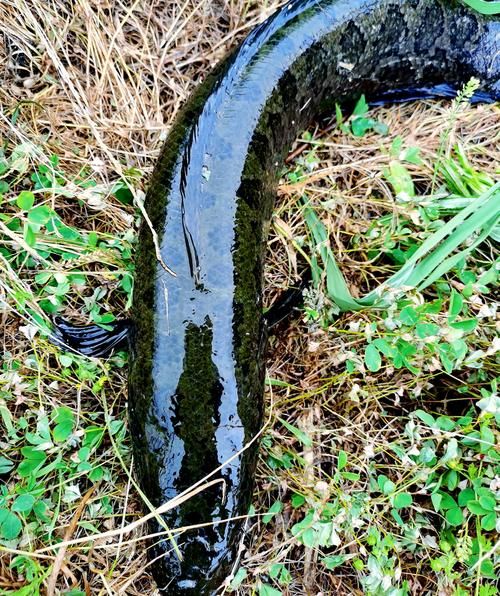 黑鱼窝怎么找_黑鱼窝位置判断技巧-第2张图片-山城妙识