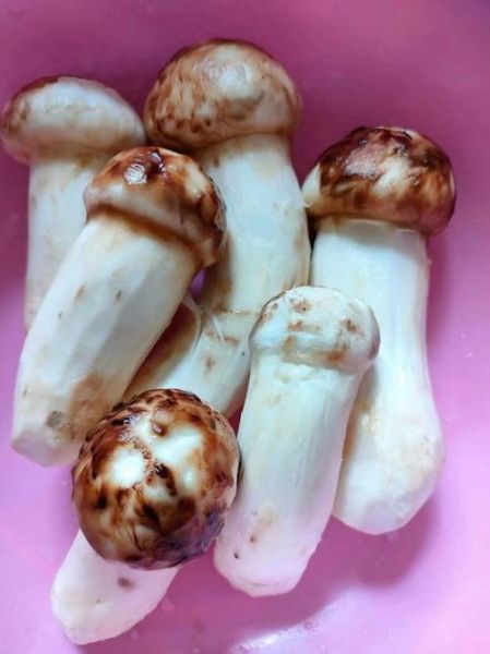 松茸怎么吃效果最好_松茸怎么保存营养不流失-第1张图片-山城妙识 松茸怎么吃效果最好_松茸怎么保存营养不流失-第1张图片-山城妙识