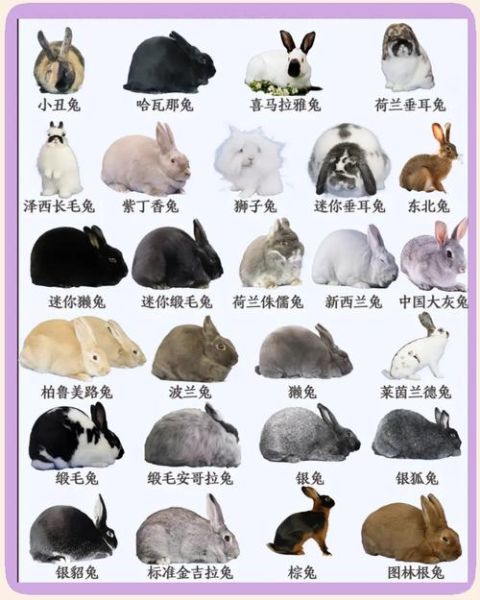 兔子品种大全及图片_常见宠物兔有哪些-第1张图片-山城妙识