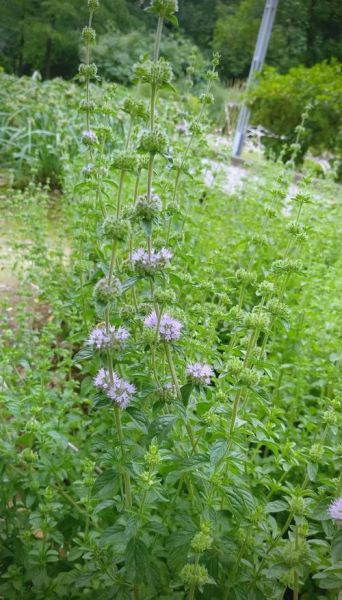 香草图片_如何拍摄出高级感-第1张图片-山城妙识 香草图片_如何拍摄出高级感-第1张图片-山城妙识