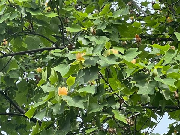 鹅掌楸图片怎么拍_鹅掌楸高清图哪里找-第2张图片-山城妙识