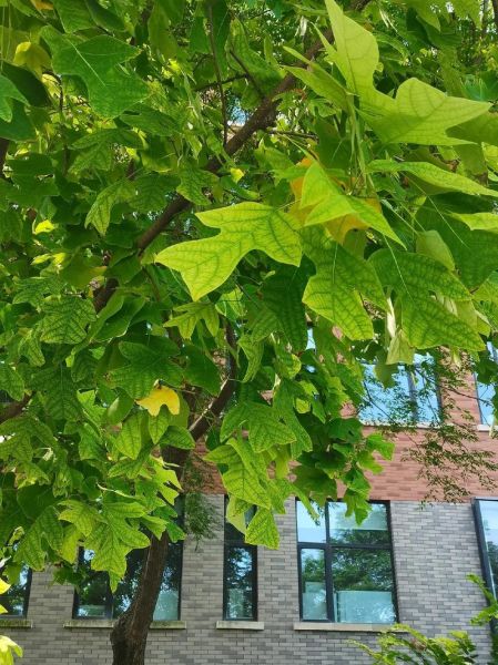 鹅掌楸图片怎么拍_鹅掌楸高清图哪里找-第1张图片-山城妙识