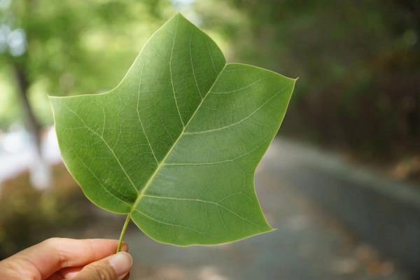 鹅掌楸图片怎么拍_鹅掌楸高清图哪里找-第3张图片-山城妙识