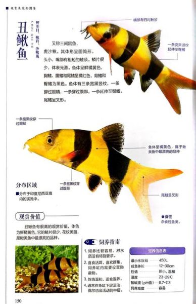 鱼的图片大全大图_高清观赏鱼图鉴-第2张图片-山城妙识 鱼的图片大全大图_高清观赏鱼图鉴-第2张图片-山城妙识