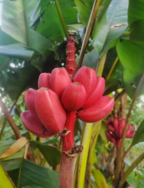 世界水果大全名称_热带水果有哪些-第3张图片-山城妙识