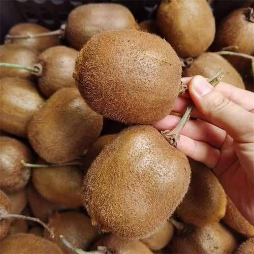 猕猴桃图片大全大图真实_猕猴桃高清实拍图怎么拍-第2张图片-山城妙识