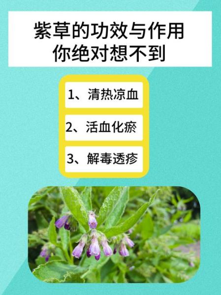 紫草的功效与作用及禁忌_紫草外用多久见效-第1张图片-山城妙识