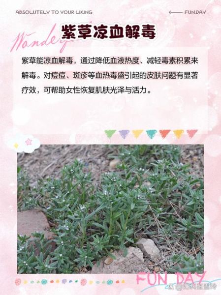 紫草的功效与作用及禁忌_紫草外用多久见效-第2张图片-山城妙识