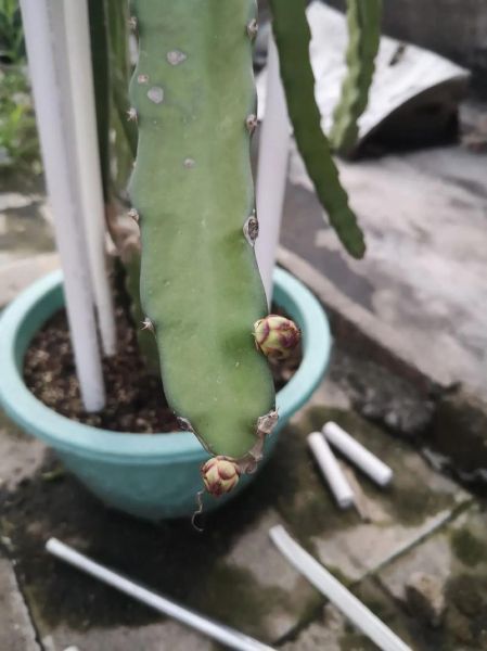 火龙果盆栽几年能结果_多久开花-第1张图片-山城妙识 火龙果盆栽几年能结果_多久开花-第1张图片-山城妙识