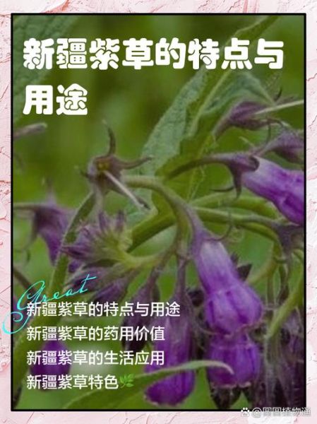 紫草的功效与作用及禁忌_紫草外用多久见效-第3张图片-山城妙识