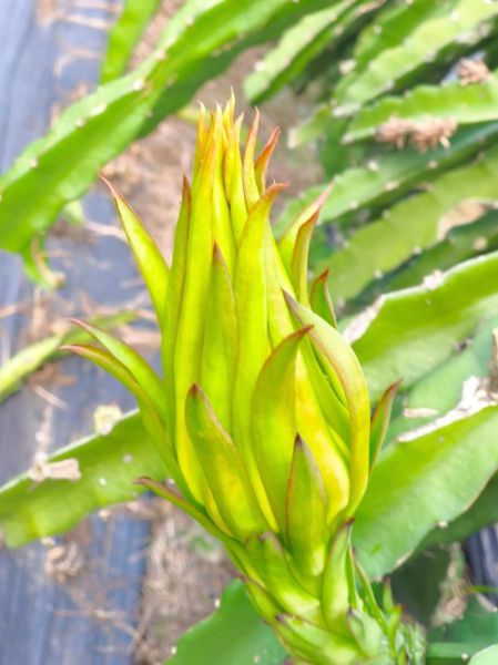 火龙果盆栽几年能结果_多久开花-第3张图片-山城妙识 火龙果盆栽几年能结果_多久开花-第3张图片-山城妙识