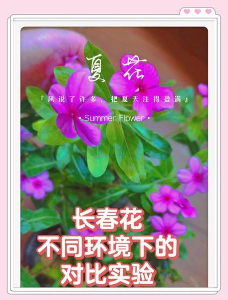 常春花与长春花区别_常春花与长春花养护技巧-第3张图片-山城妙识 常春花与长春花区别_常春花与长春花养护技巧-第3张图片-山城妙识