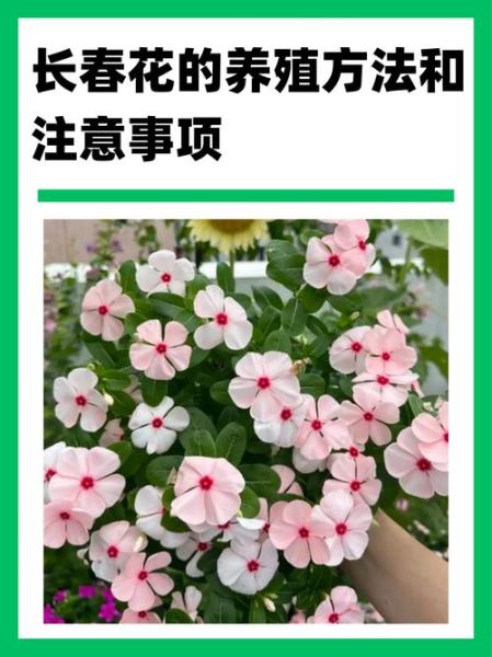 常春花与长春花区别_常春花与长春花养护技巧-第1张图片-山城妙识 常春花与长春花区别_常春花与长春花养护技巧-第1张图片-山城妙识