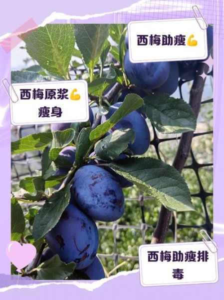 西梅减肥法的正确吃法_西梅减肥多久见效-第1张图片-山城妙识 西梅减肥法的正确吃法_西梅减肥多久见效-第1张图片-山城妙识