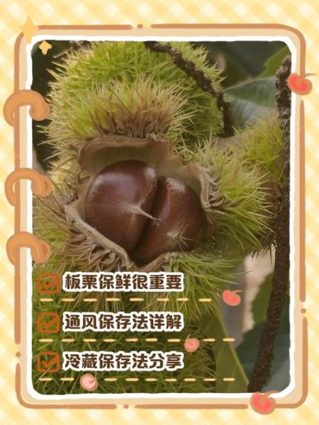板栗怎么保存不生虫子_板栗长期储存方法-第2张图片-山城妙识