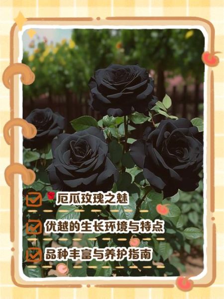 厄瓜多尔玫瑰为什么贵_厄瓜多尔玫瑰怎么养-第1张图片-山城妙识