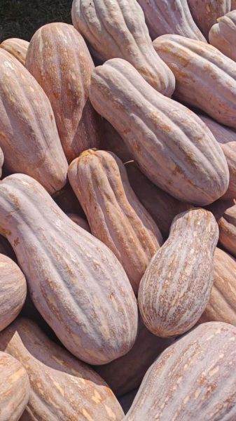 吊瓜是什么瓜_吊瓜图片大全-第3张图片-山城妙识