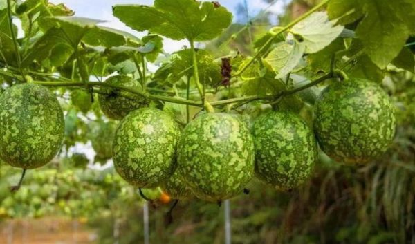 吊瓜是什么瓜_吊瓜图片大全-第2张图片-山城妙识