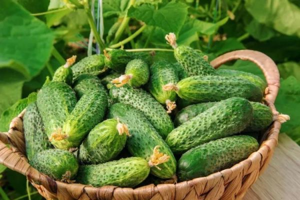 黄瓜图片大全大图_如何挑选高清素材-第3张图片-山城妙识