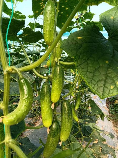 黄瓜图片大全大图_如何挑选高清素材-第2张图片-山城妙识