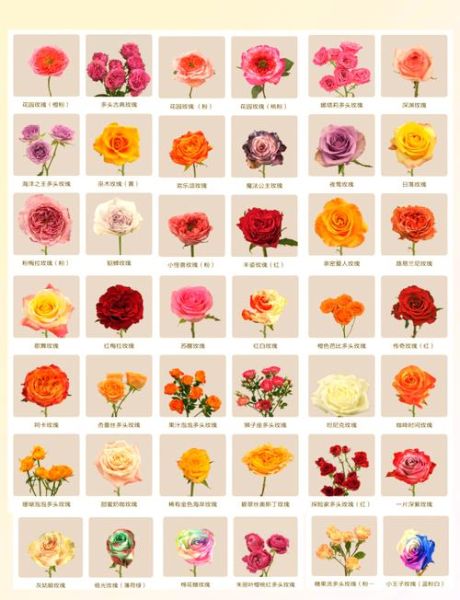 12种玫瑰颜色花语大全_送花前必看指南-第1张图片-山城妙识