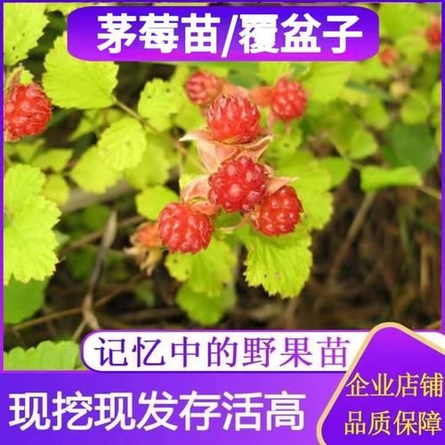 覆盆子树苗怎么选_覆盆子树苗价格多少-第3张图片-山城妙识