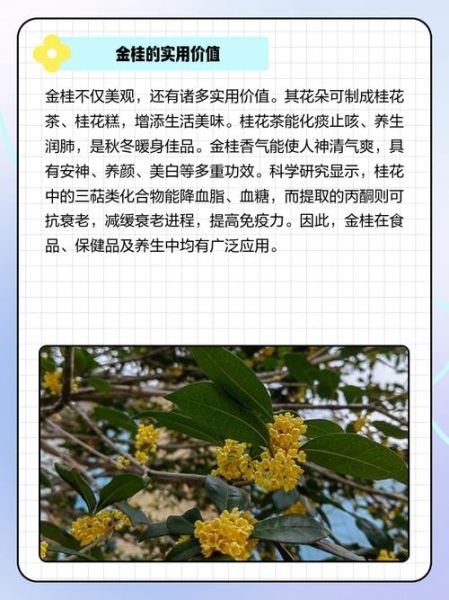 金桂花有什么功效_金桂花的作用与禁忌-第1张图片-山城妙识