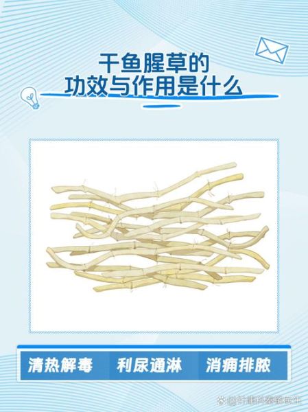 鱼腥草能治疗什么病_鱼腥草的功效与作用-第2张图片-山城妙识