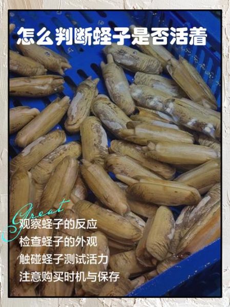 蛏子死了还能吃吗_如何判断蛏子是否变质-第2张图片-山城妙识