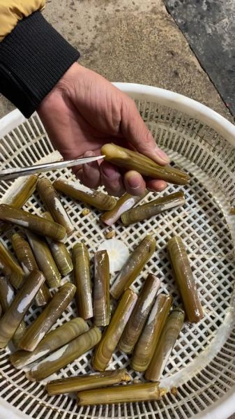 蛏子死了还能吃吗_如何判断蛏子是否变质-第1张图片-山城妙识