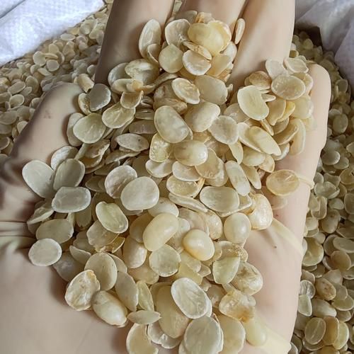 雪莲子是皂角米吗_雪莲子与皂角米区别-第1张图片-山城妙识 雪莲子是皂角米吗_雪莲子与皂角米区别-第1张图片-山城妙识