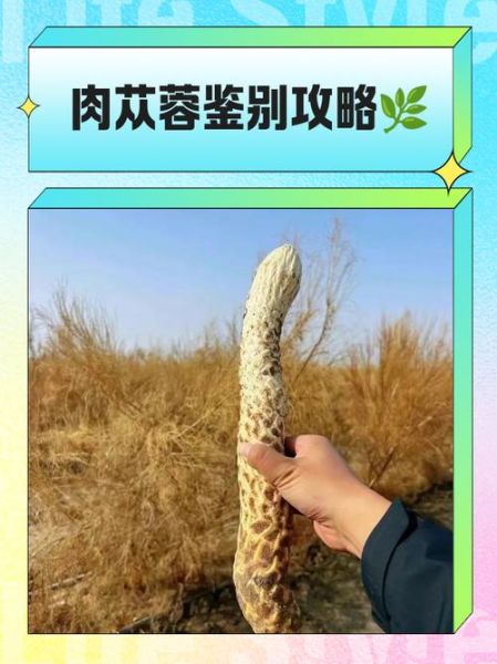 野生肉苁蓉多少钱一斤_如何辨别真假-第3张图片-山城妙识