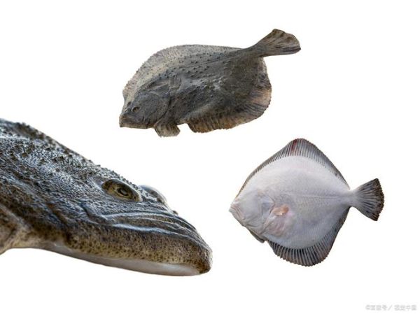 鲽怎么读_鲽鱼是什么鱼-第3张图片-山城妙识 鲽怎么读_鲽鱼是什么鱼-第3张图片-山城妙识