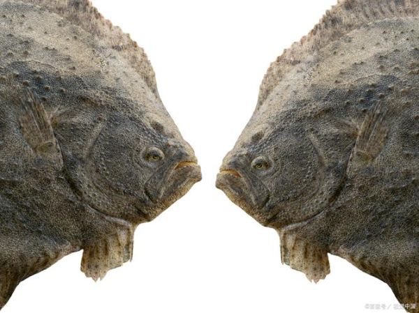 鲽怎么读_鲽鱼是什么鱼-第1张图片-山城妙识 鲽怎么读_鲽鱼是什么鱼-第1张图片-山城妙识