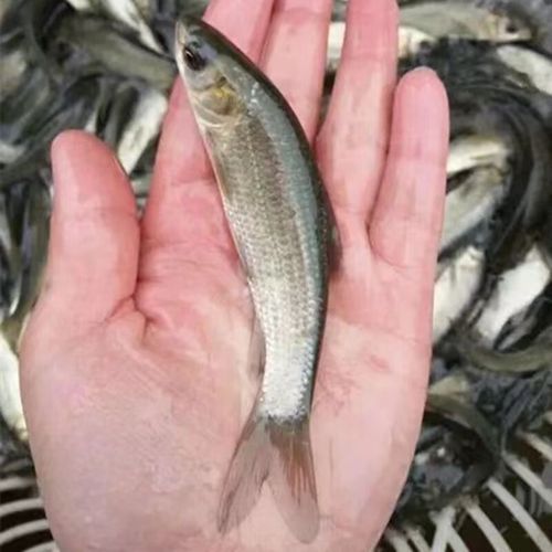 螺蛳青鱼苗多少钱一斤_螺蛳青鱼苗怎么挑选-第2张图片-山城妙识 螺蛳青鱼苗多少钱一斤_螺蛳青鱼苗怎么挑选-第2张图片-山城妙识