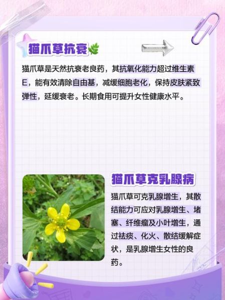 猫爪草怎么服用_猫爪草一天吃几次-第1张图片-山城妙识