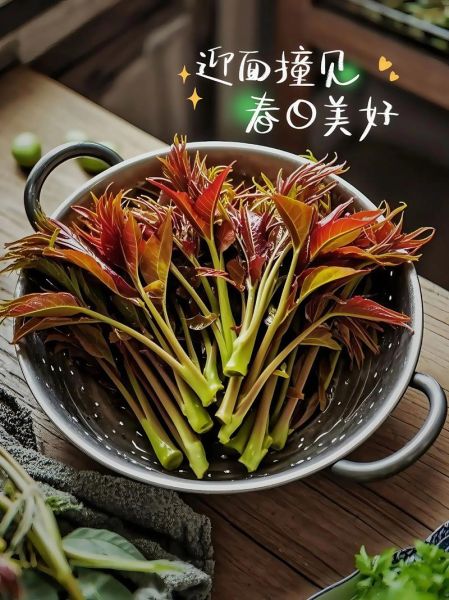 香椿苗怎么种_香椿苗图片识别技巧-第3张图片-山城妙识