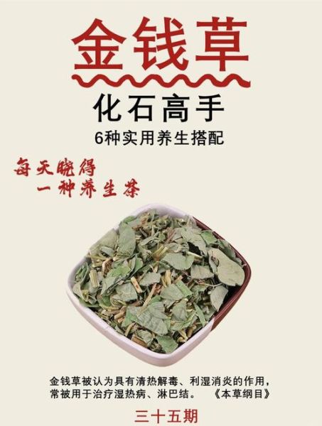 金钱草的功效与作用禁忌_哪些人不能吃金钱草-第1张图片-山城妙识 金钱草的功效与作用禁忌_哪些人不能吃金钱草-第1张图片-山城妙识