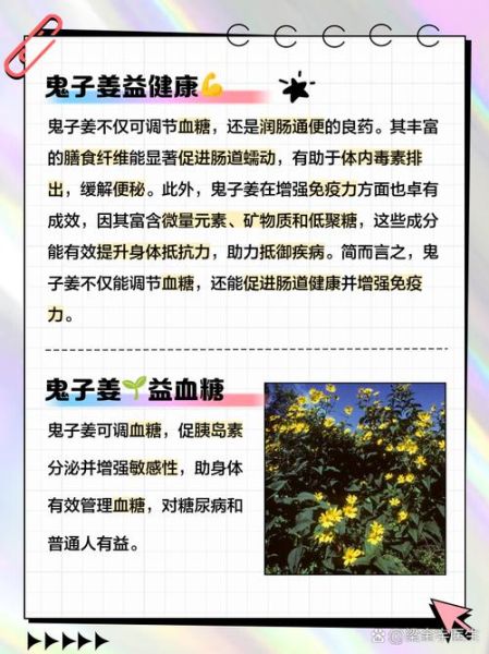 鬼子姜的功效与作用_鬼子姜怎么吃降血糖-第1张图片-山城妙识