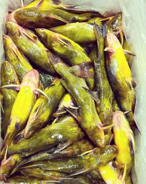 黄刺鱼怎么烧好吃_黄刺鱼的家常做法-第1张图片-山城妙识 黄刺鱼怎么烧好吃_黄刺鱼的家常做法-第1张图片-山城妙识