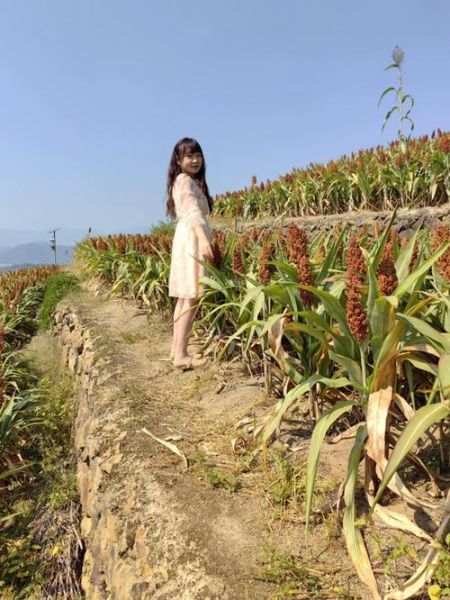 高粱红了像什么_高粱红了拟人句怎么写-第2张图片-山城妙识