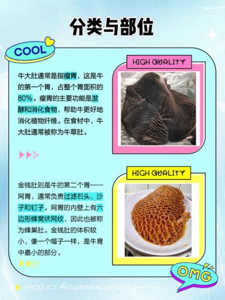牛肚有几种_牛肚分类及区别-第1张图片-山城妙识 牛肚有几种_牛肚分类及区别-第1张图片-山城妙识
