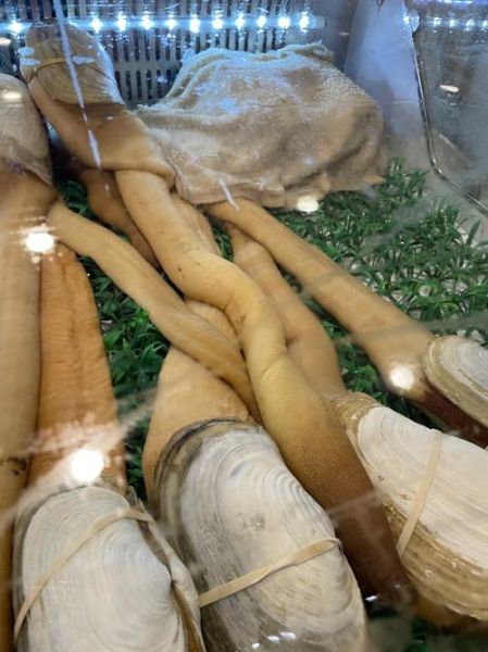 象拔蚌一只几斤_象拔蚌重量怎么选-第3张图片-山城妙识