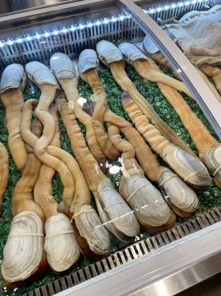 象拔蚌一只几斤_象拔蚌重量怎么选-第2张图片-山城妙识