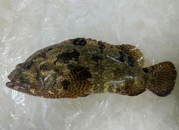 斑鱼图片大全_斑鱼长什么样-第2张图片-山城妙识