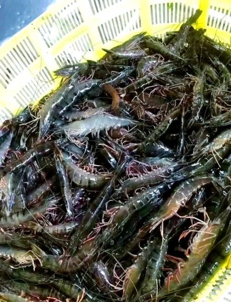 草虾和河虾的区别_哪个更好吃-第1张图片-山城妙识