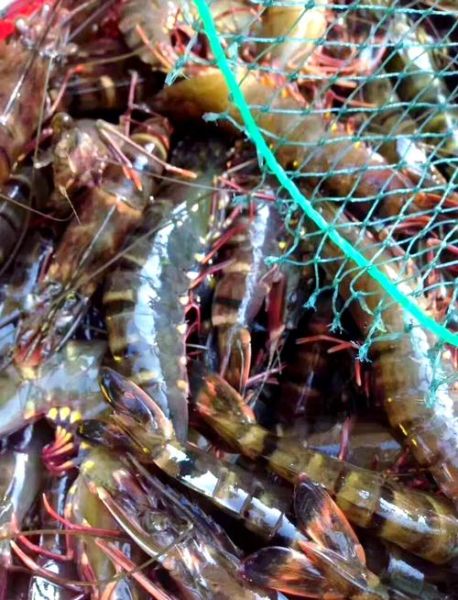 草虾和河虾的区别_哪个更好吃-第2张图片-山城妙识